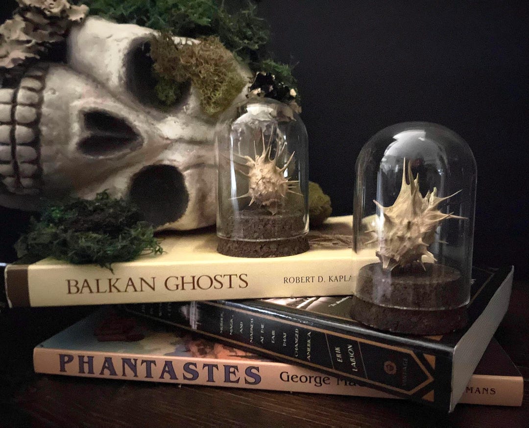 Medium Datura Specimen Display | Moonflower | Seed Pod |specimen ...