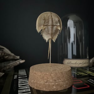 American Horseshoe Crab Display - Large or Small | Crustaceans ...