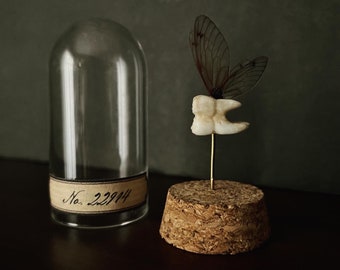 Tooth Fairy Skeleton 3D Print Taxidermy - Etsy