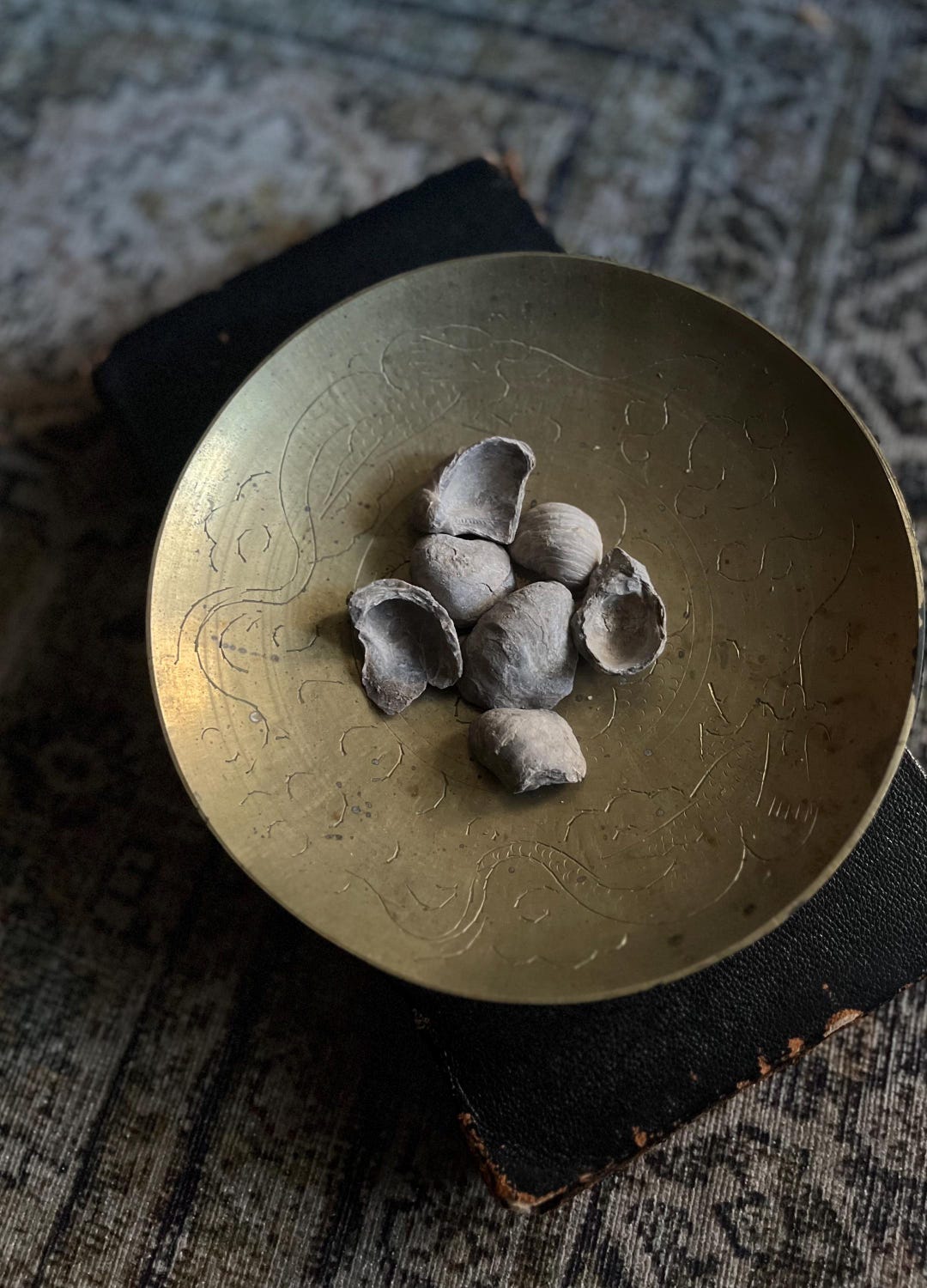 Devils Toe Nail Fossil | Gryphaea | Oyster | Mollusks | Oddities ...