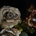 6 Long Stem Seeing Eye Roses Botany Oddities Curiousities Eyeball ...
