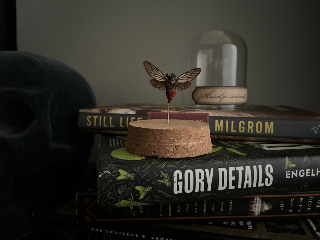 Red Devil Cicada Specimen Display Entomology Gift Curiosities Oddities ...