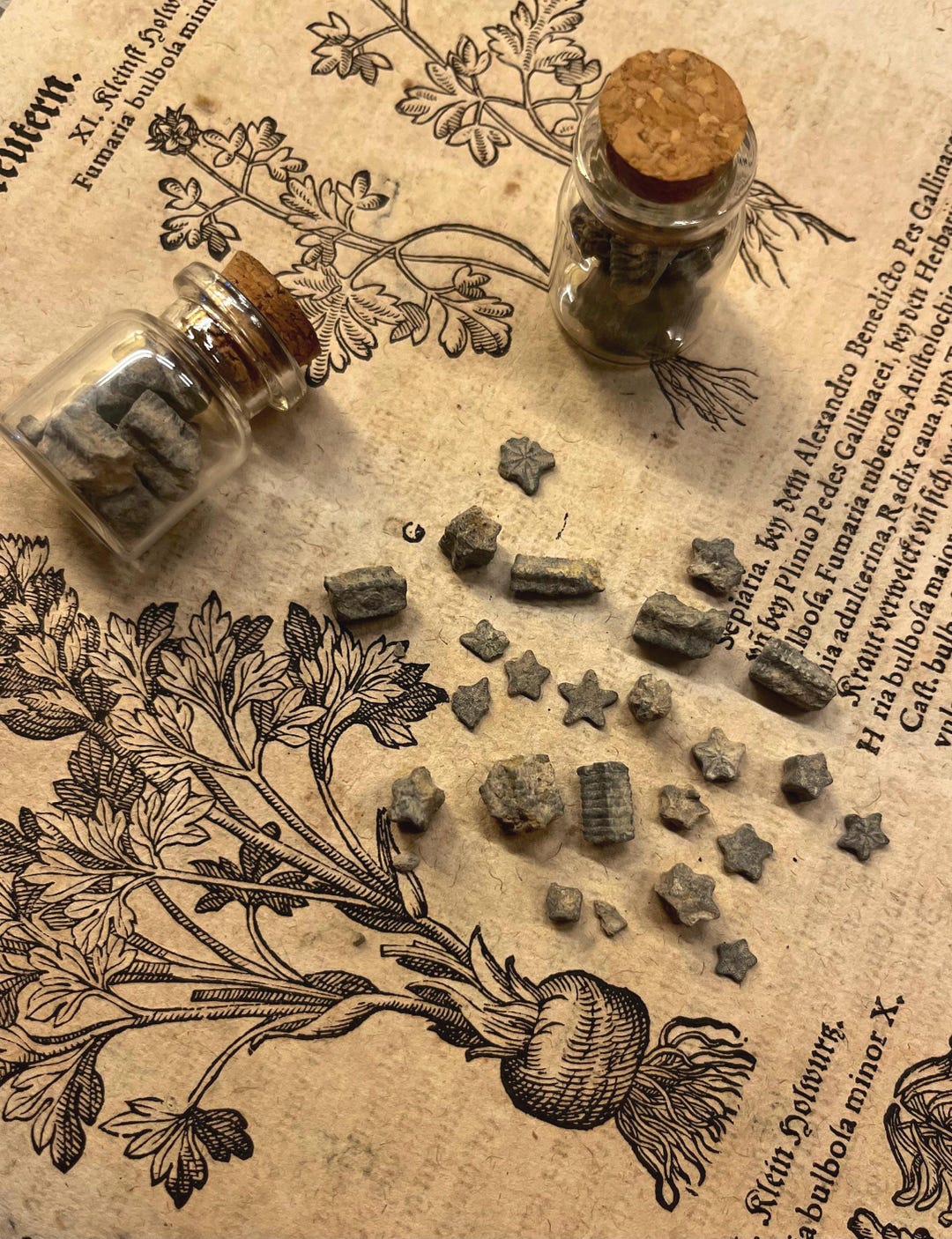 Crinoid Fossil | Stars | Stems | Flowers | Fossil | Specimen | Oddity ...