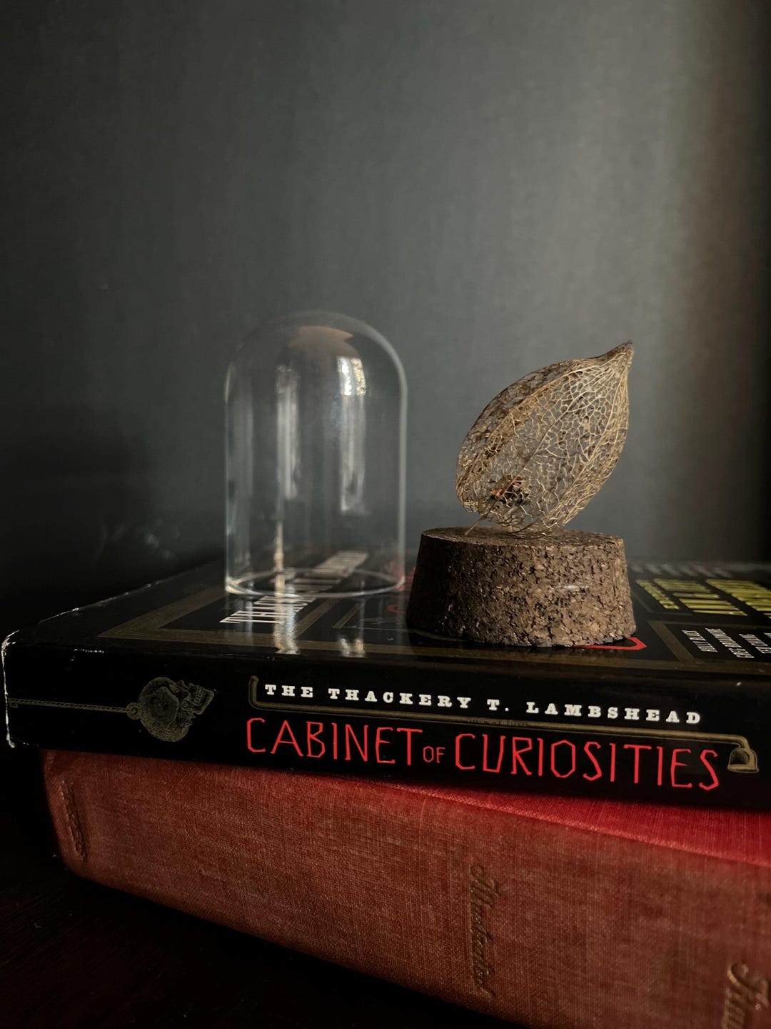 Skeleton Chinese Lantern Display |specimen | Oddity | Curiosity ...