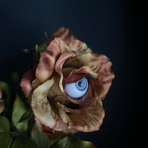 6 Long Stem Seeing Eye Roses Botany Oddities Curiousities Eyeball ...