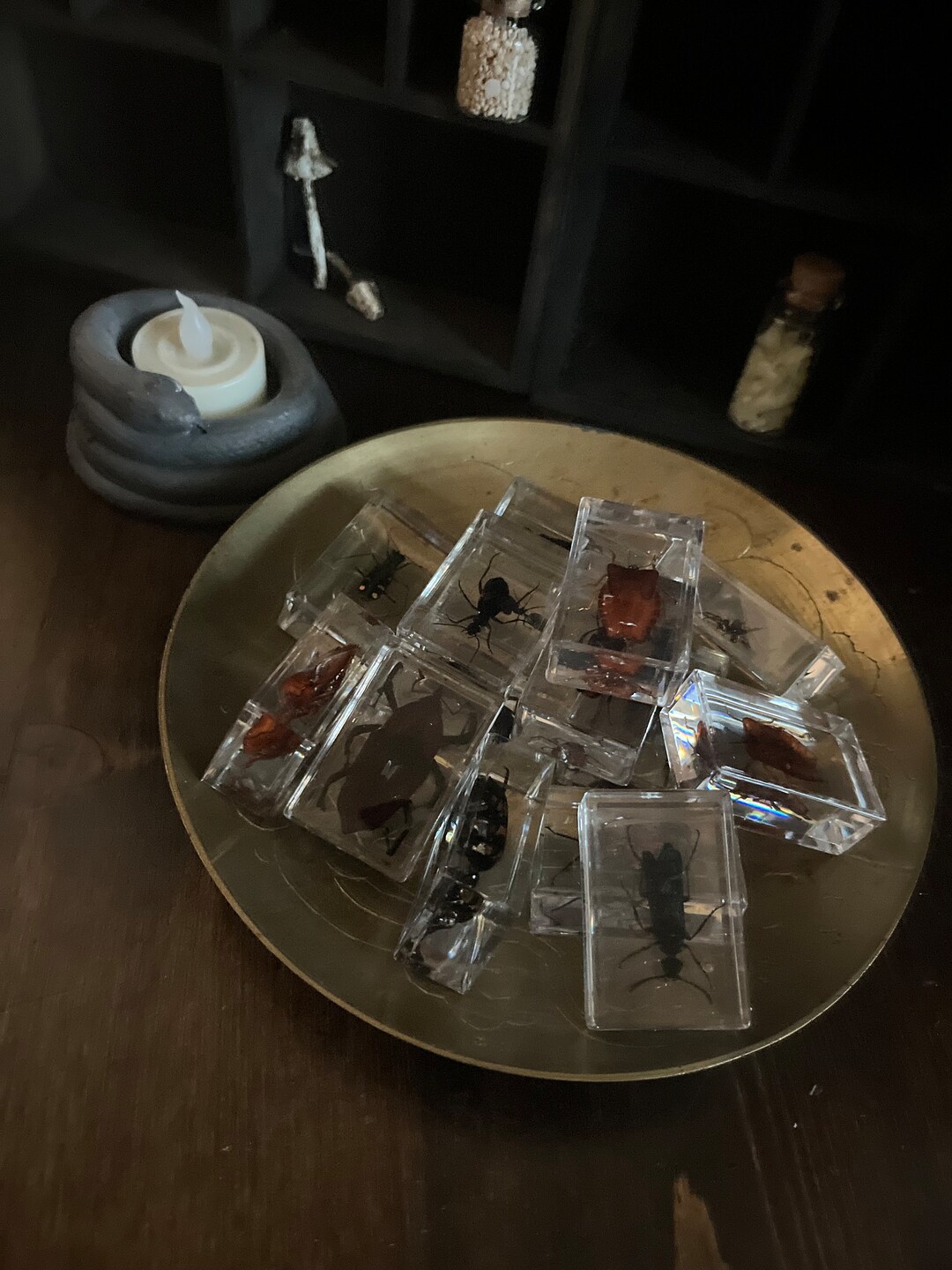 Random Vintage Insect Lucite Specimen Display Curiosity Oddity - Etsy