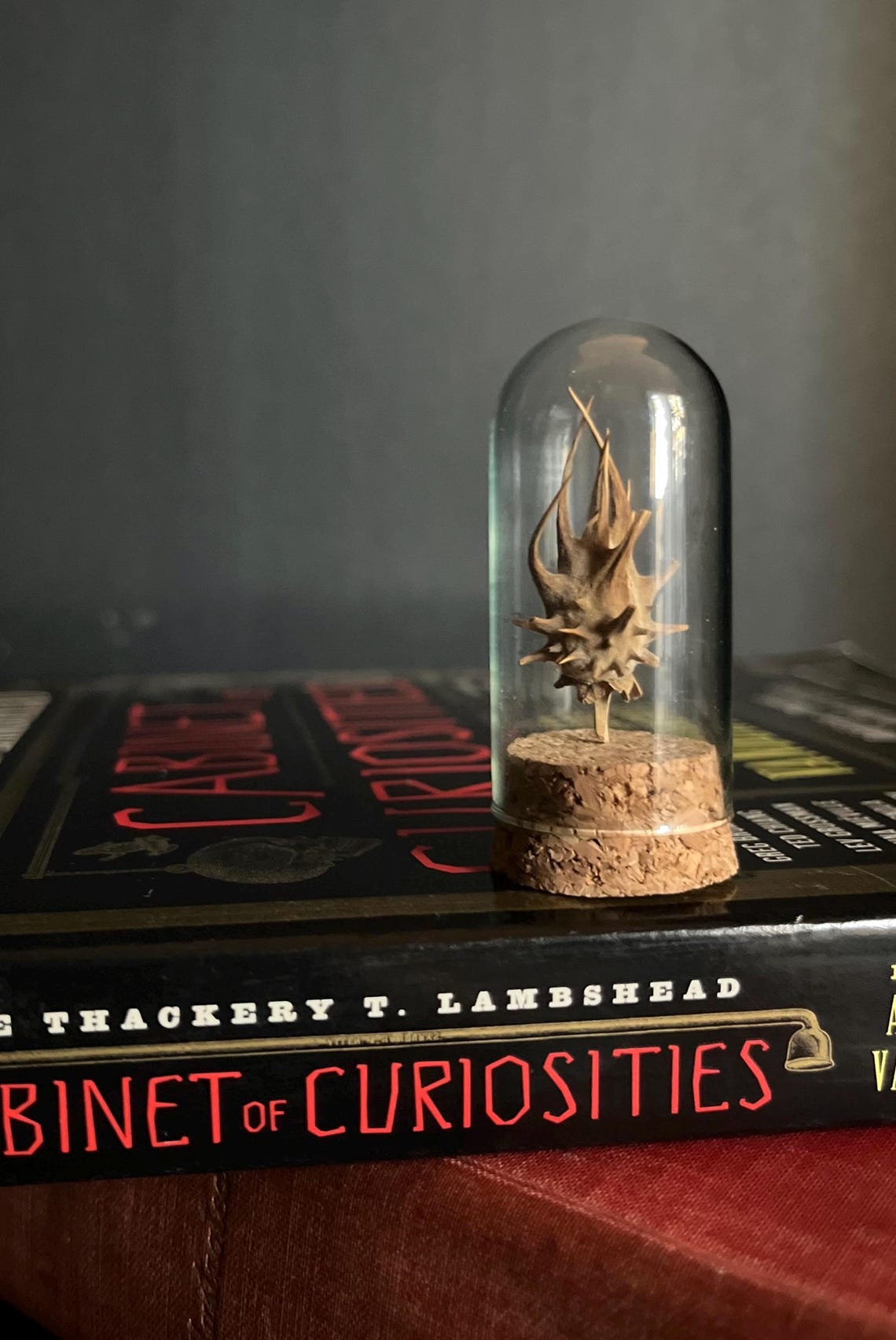 Datura Specimen Displays | Moonflower | Seed Pod |specimen | Oddity ...