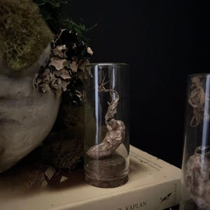 Zombie Fungus Mycellium Cicada Specimen Display Curiosity Oddity Large ...