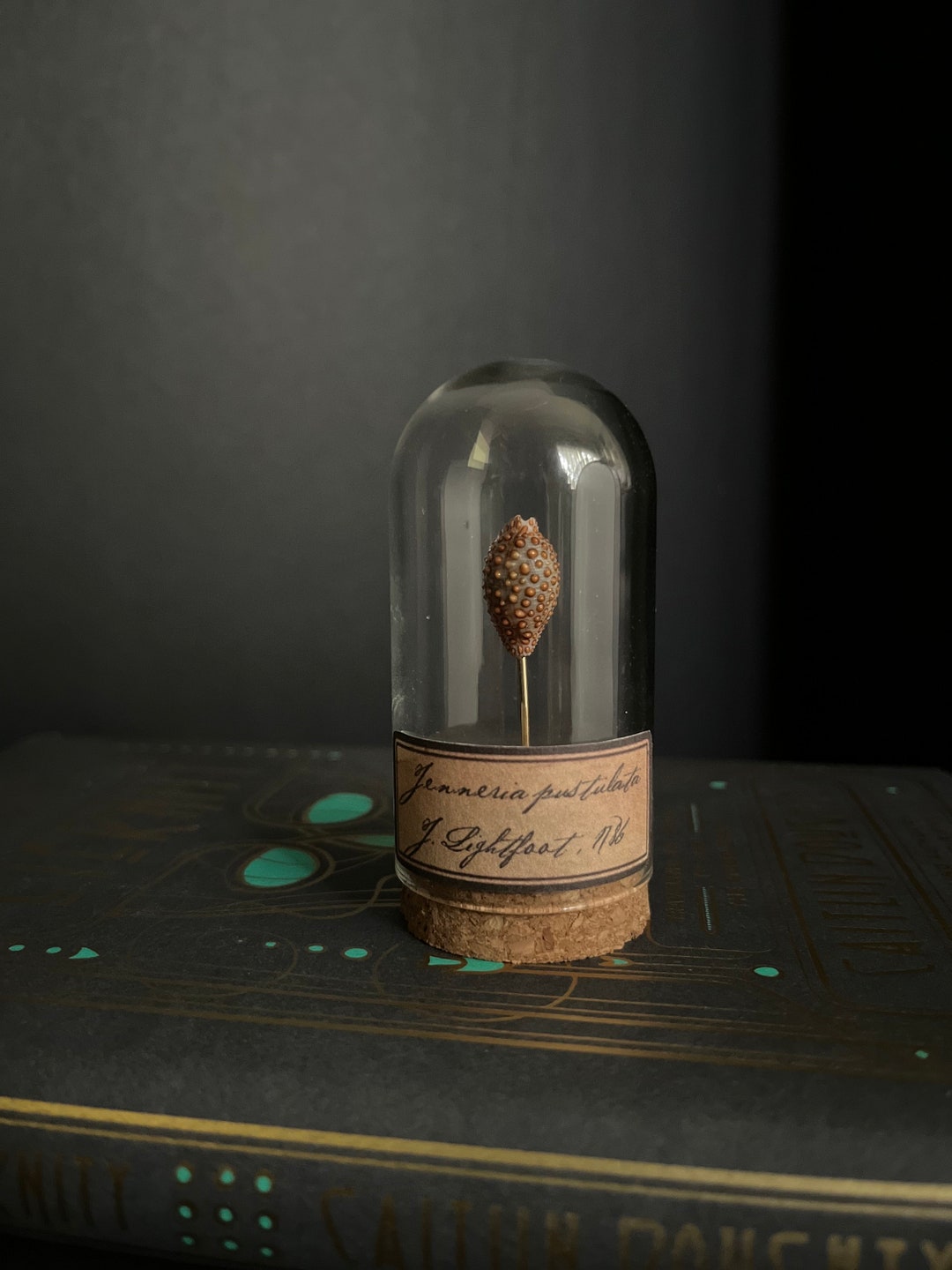 Jenneria Pustulata Specimen Display Seashells Oceanic Oddities ...