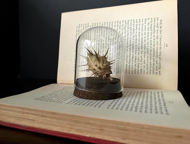 Datura Specimen Displays | Moonflower | Seed Pod |specimen | Oddity ...