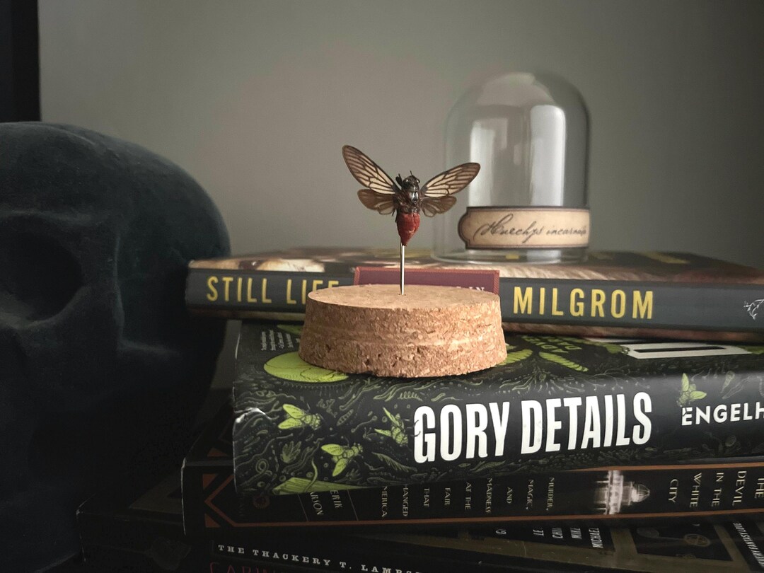 Red Devil Cicada | Specimen Display | Entomology | Gift | Curiosities ...