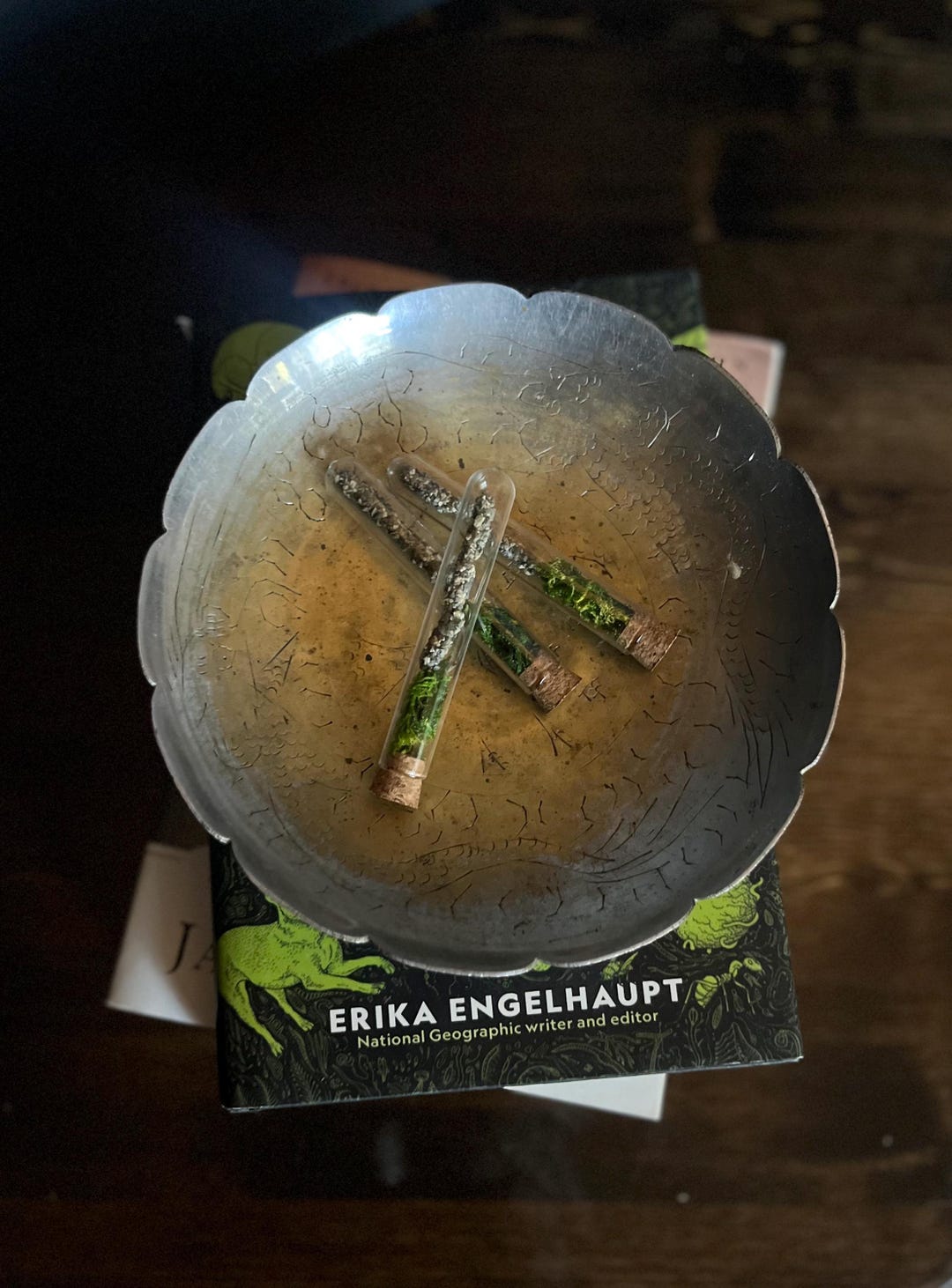 Caddisfly Larvae | Trichoptera | Insect | Entomology | Pupae | Oddities ...