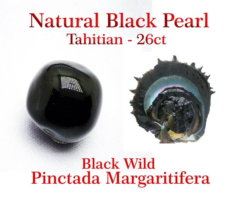 Natural Black Tahitian Pearl - 26 Ct - Rare Naturally - Collectors ...