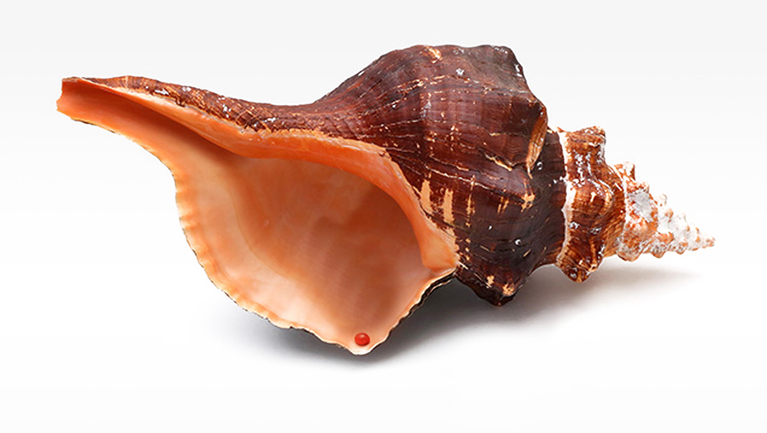 Natural Horse Conch Pearl 1.5ct the Rarest Pearl - Etsy