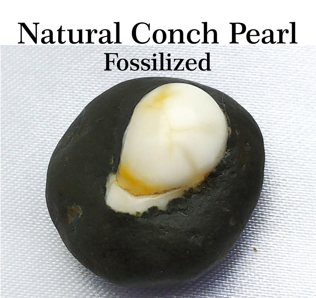Natural Conch Pearl - Fossilized Pearl - Rare Collection - Etsy