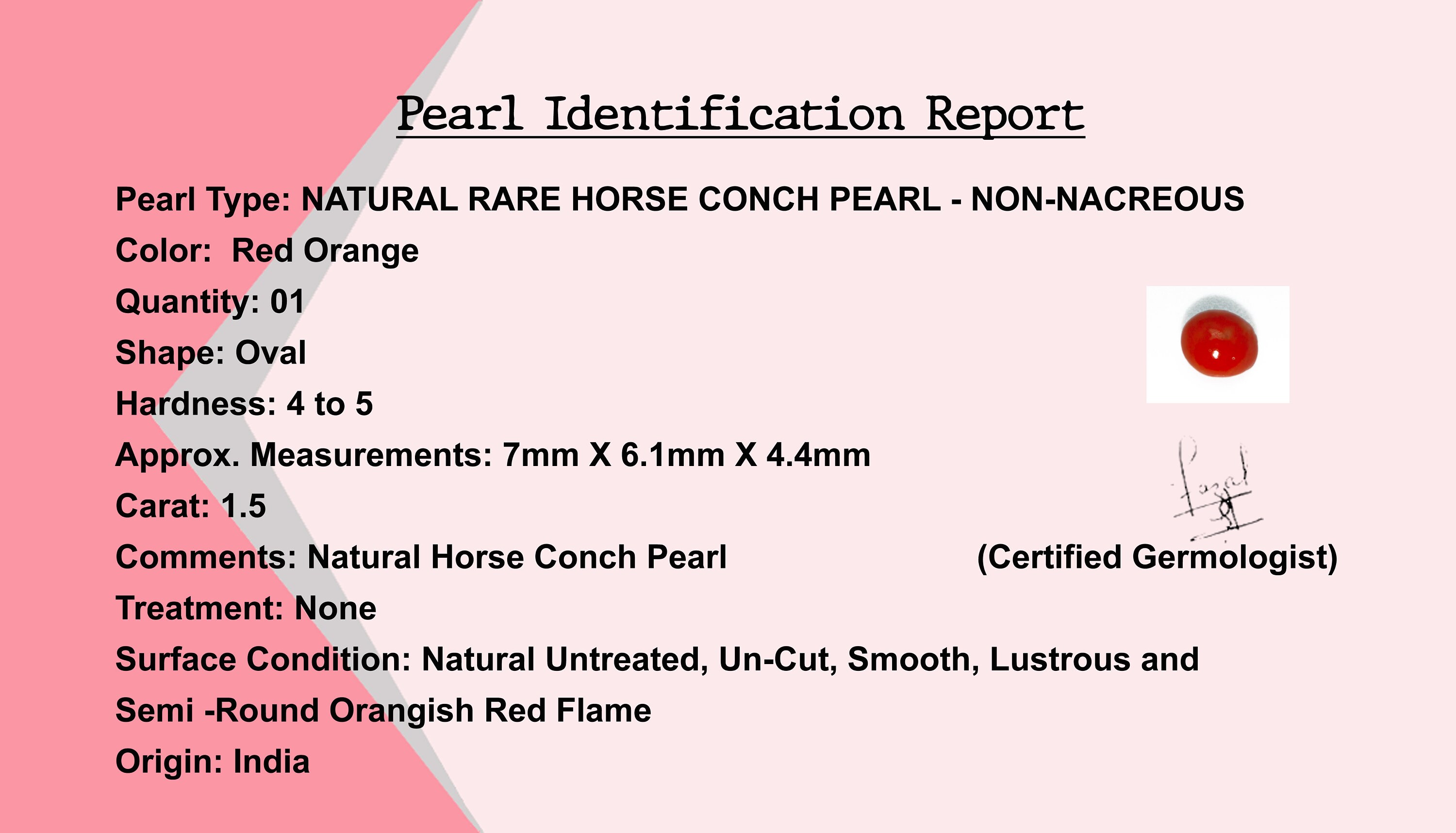 Natural Horse Conch Pearl 1.5ct the Rarest Pearl - Etsy