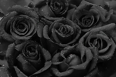 Black Rose - Etsy