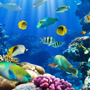 Ocean Deep Sea Fish Poster A5, A4, A3, A2, A1, A0 - Etsy