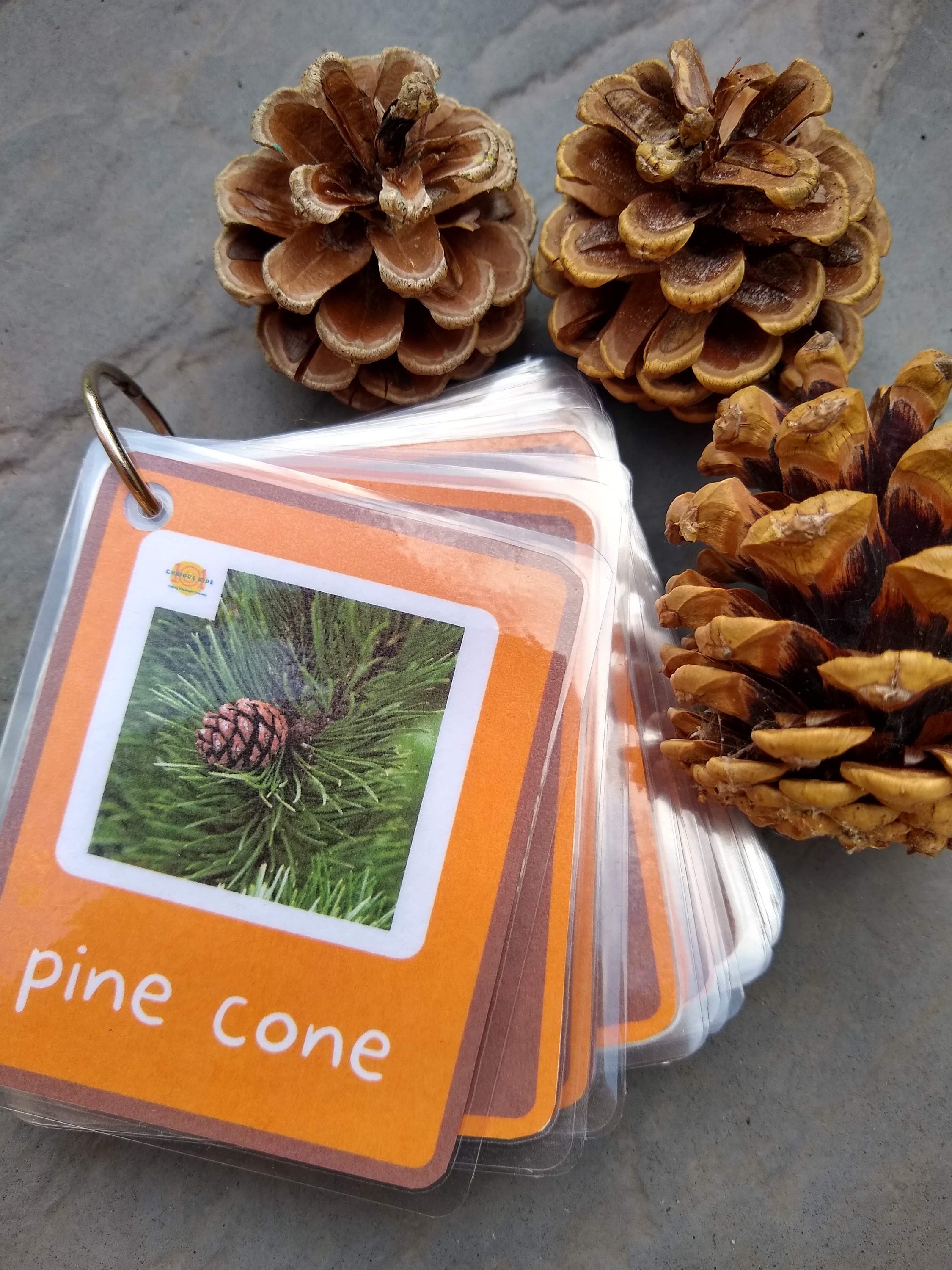 Autumn Nature Hunt Flashcards Ring Bound - Etsy UK