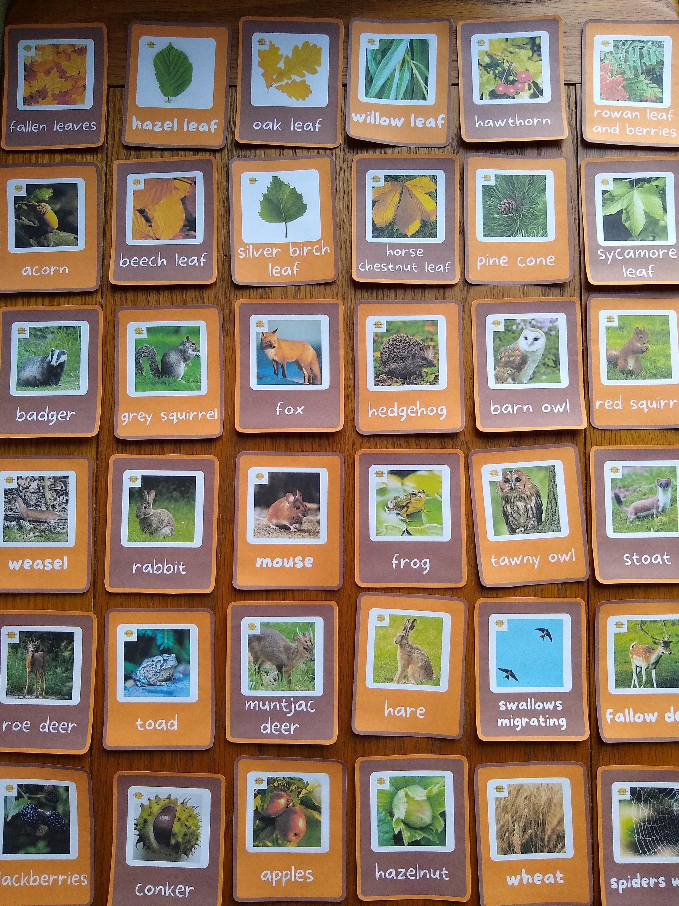 Autumn Nature Hunt Flashcards Ring Bound - Etsy UK