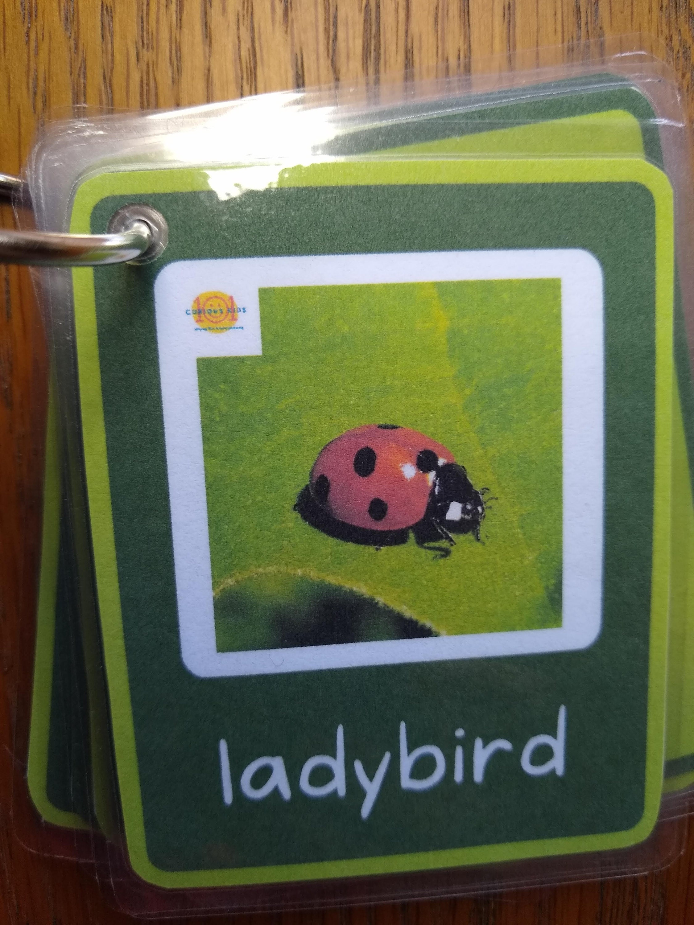 Spring Nature Hunt Ring Bound Flashcards Outdoor Learning Identify ...