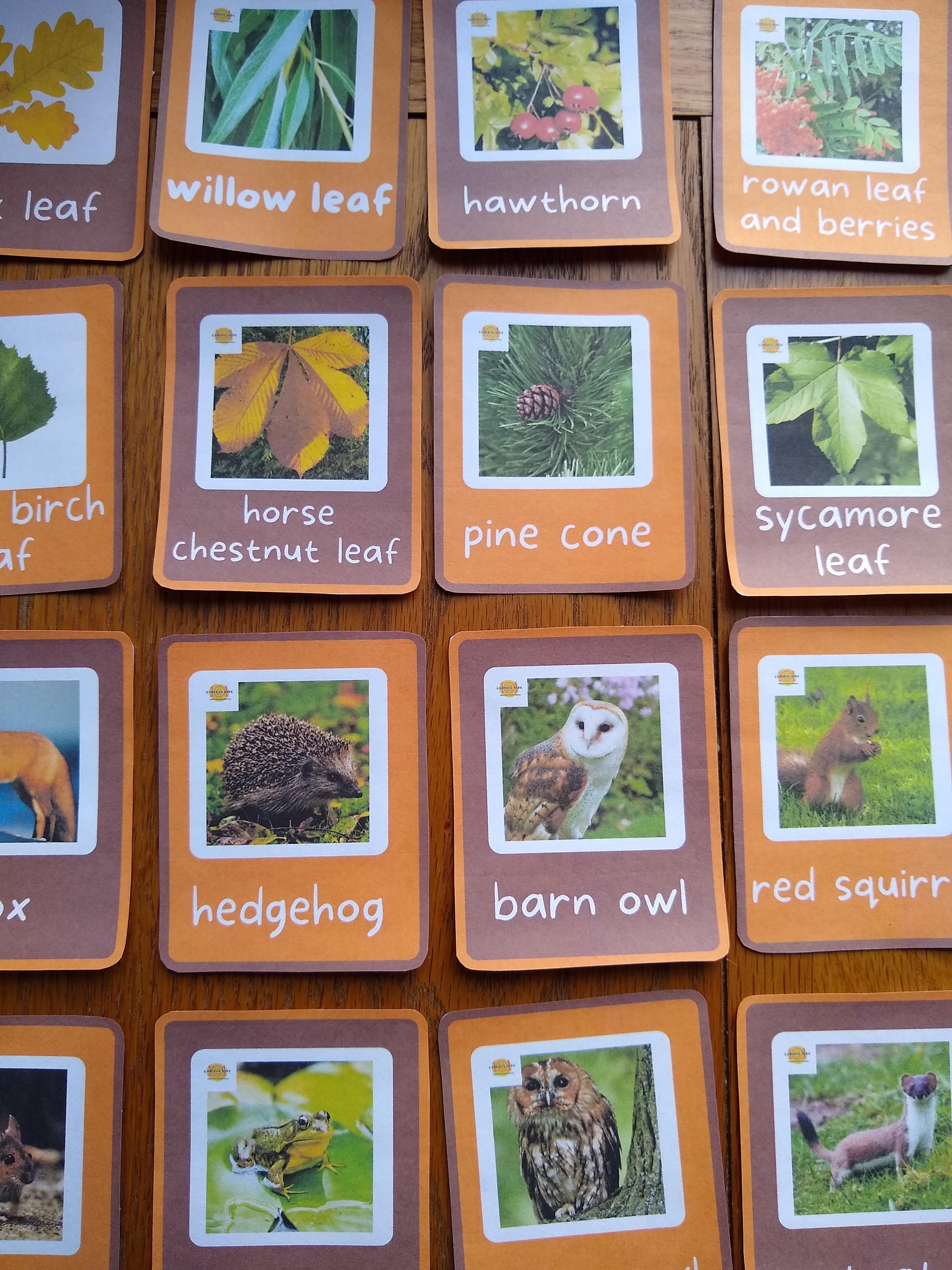 Autumn Nature Hunt Flashcards Ring Bound - Etsy UK
