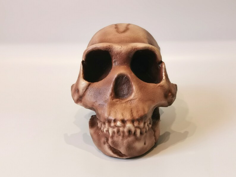 Homo Naledi skull replica from original Full-size reconstruction ...
