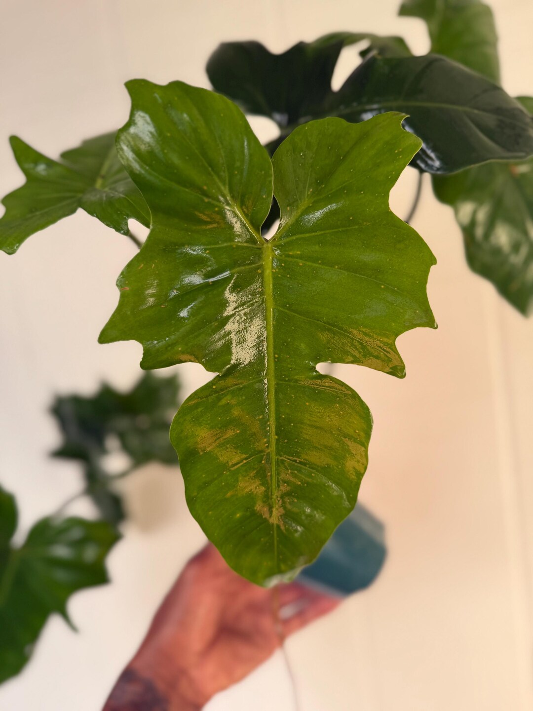 Hawaii Grown Philodendron Mottled Dragon - Etsy