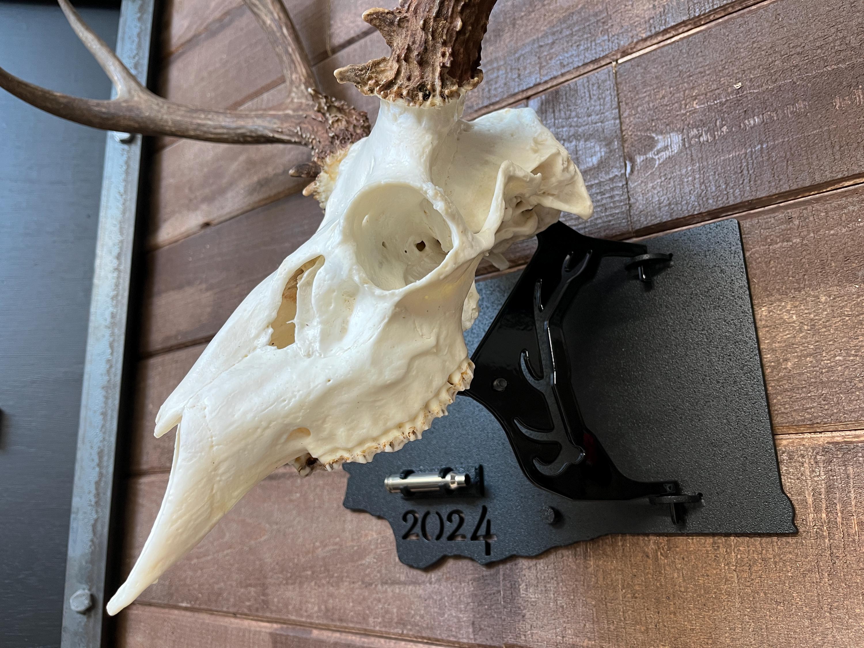 WA State Euro Mount Hanger | WASHINGTON | Blacktail Deer | Mule Deer ...