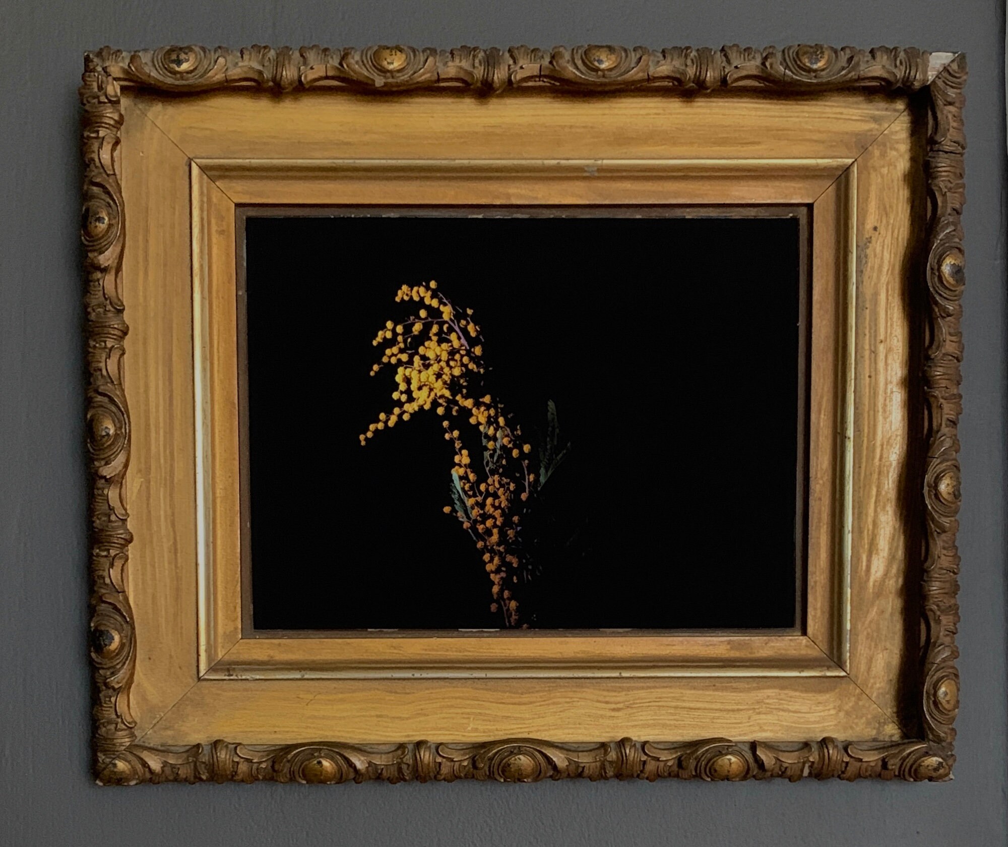 Art Print Photograph of Mimosa 4517 - Etsy