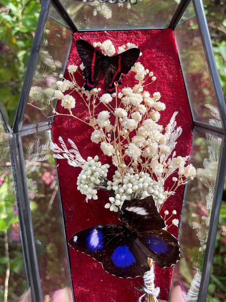 Preserved Butterfly Coffin Terrarium With Dried Flowers Home Decor ...