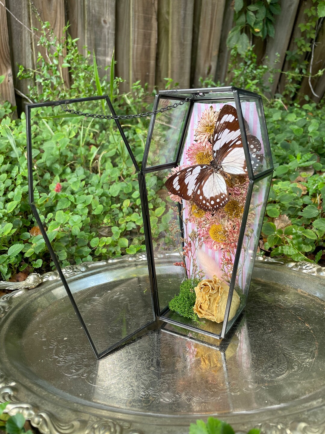 Forest Queen Butterfly Glass Coffin Terrarium: Entomology Display With ...