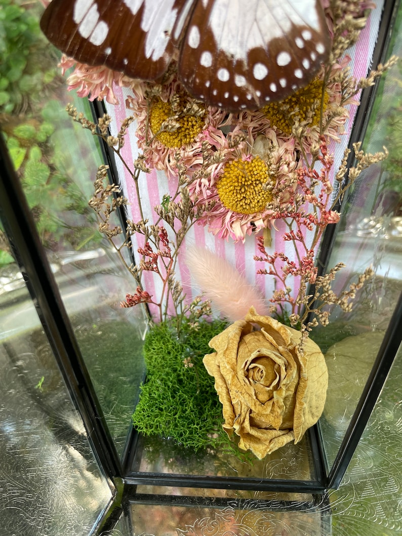 Forest Queen Butterfly Glass Coffin Terrarium: Entomology Display With ...