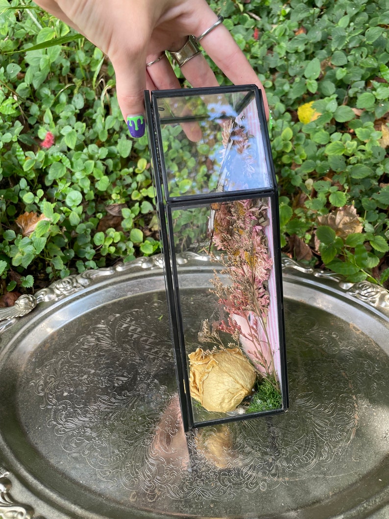 Forest Queen Butterfly Glass Coffin Terrarium: Entomology Display With ...