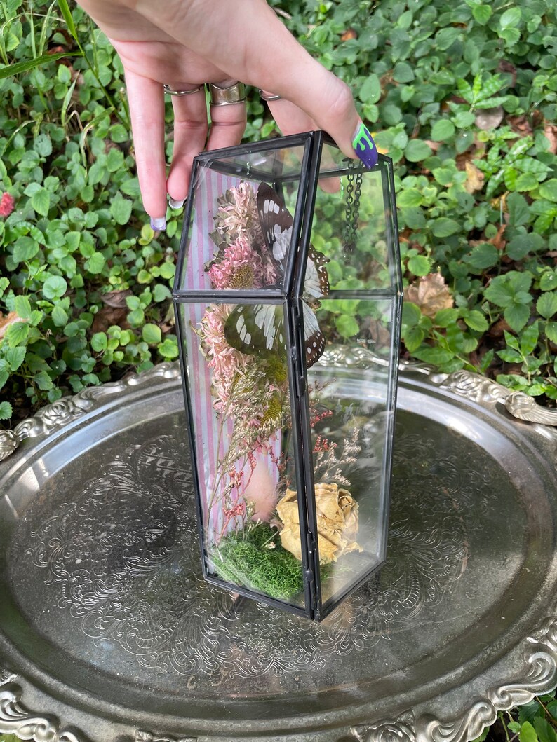 Forest Queen Butterfly Glass Coffin Terrarium: Entomology Display With ...
