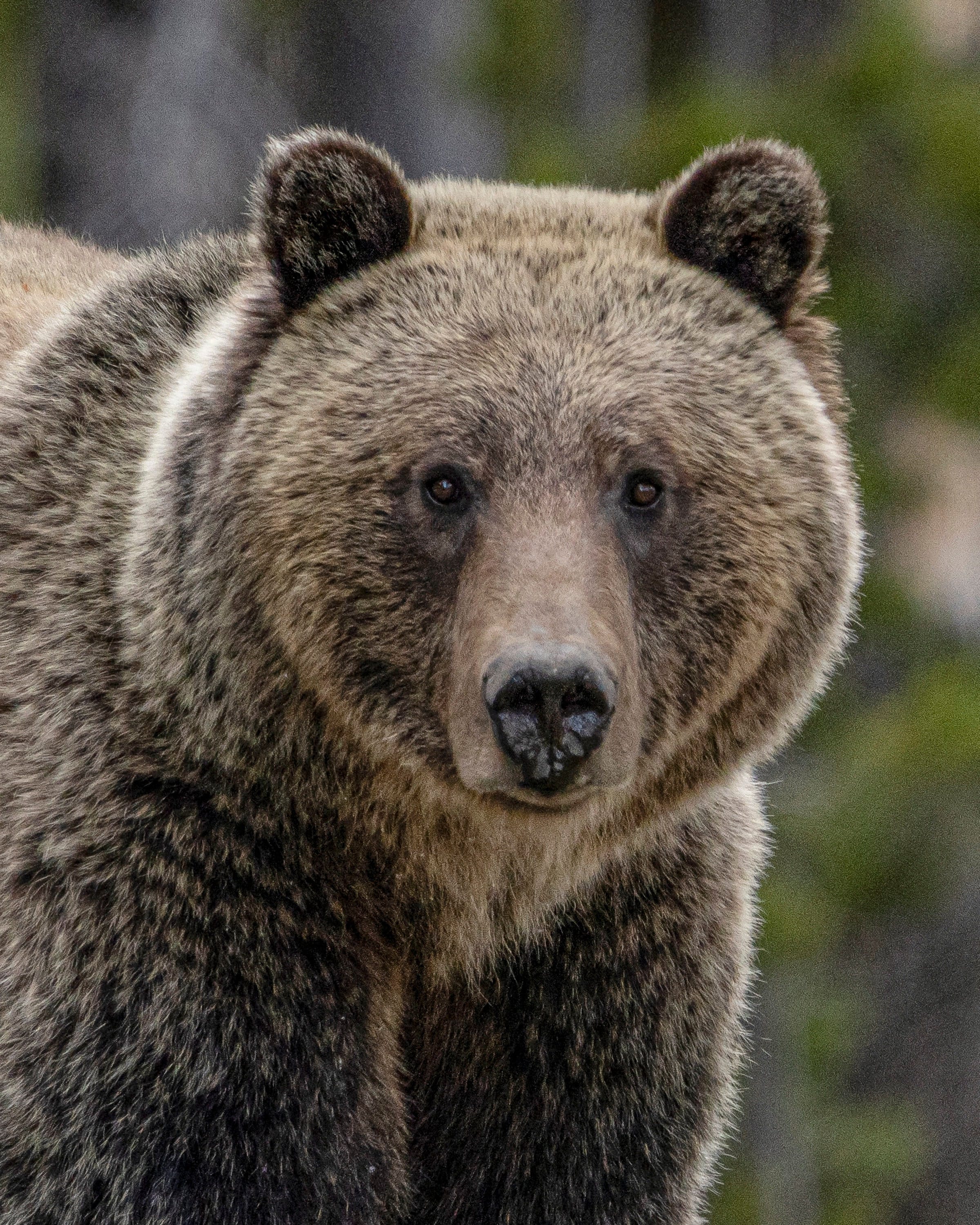 Grizzly Bear in Yellowstone National Park, Wall Hanging, Metal Print ...