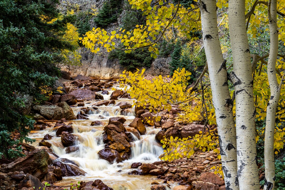 Colorado Aspen Trees Wall Art, Canvas, Metal Print. Waterfall Fall ...