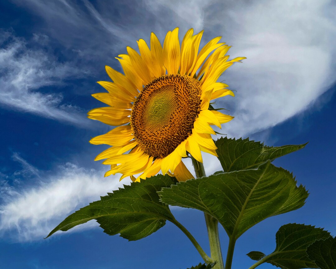 Sunflower Picture, Sunflowers Wall Art, Sunflower Field Photo, Sunset ...