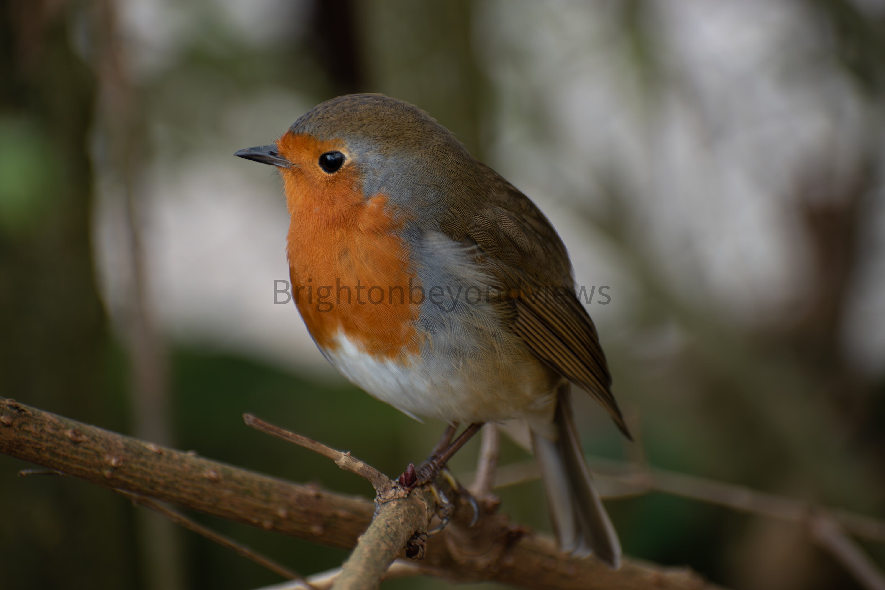 Digital Download Robin in Tree Art Print Nature Wall Décor - Etsy