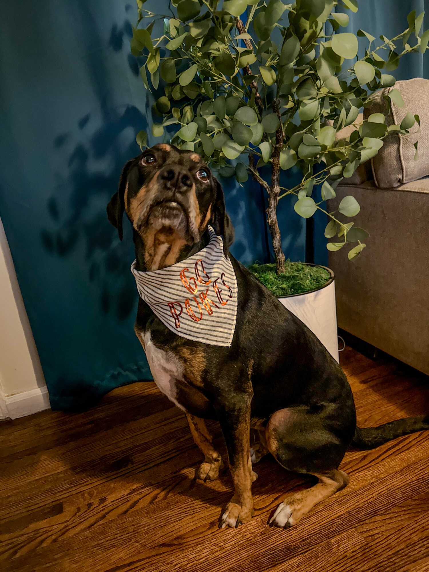 OSU Dog Bandana Oklahoma State Dog Bandana Oklahoma State - Etsy