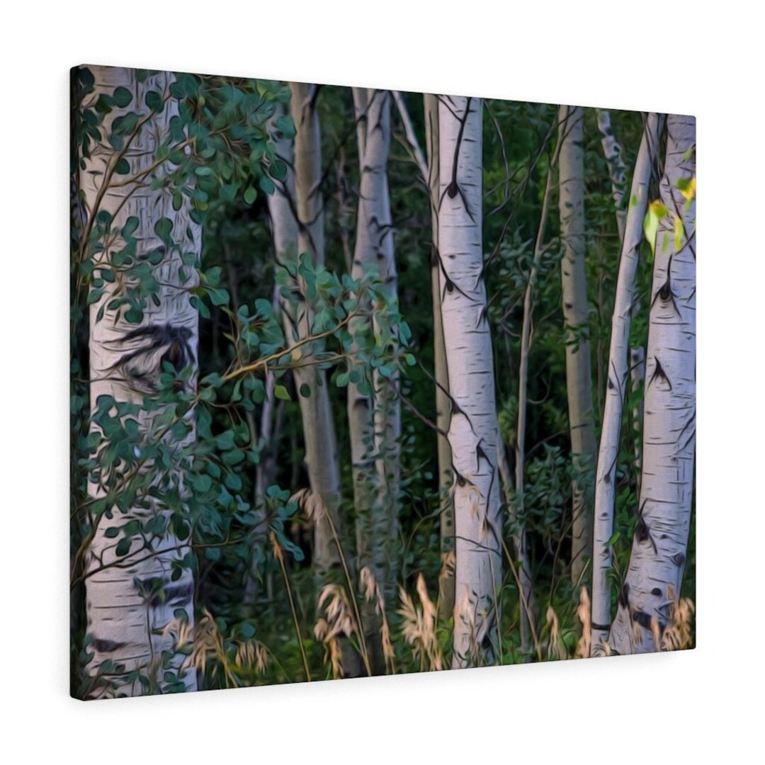 Aspen Forest Canvas, Aspen Trees Wall Art - Etsy