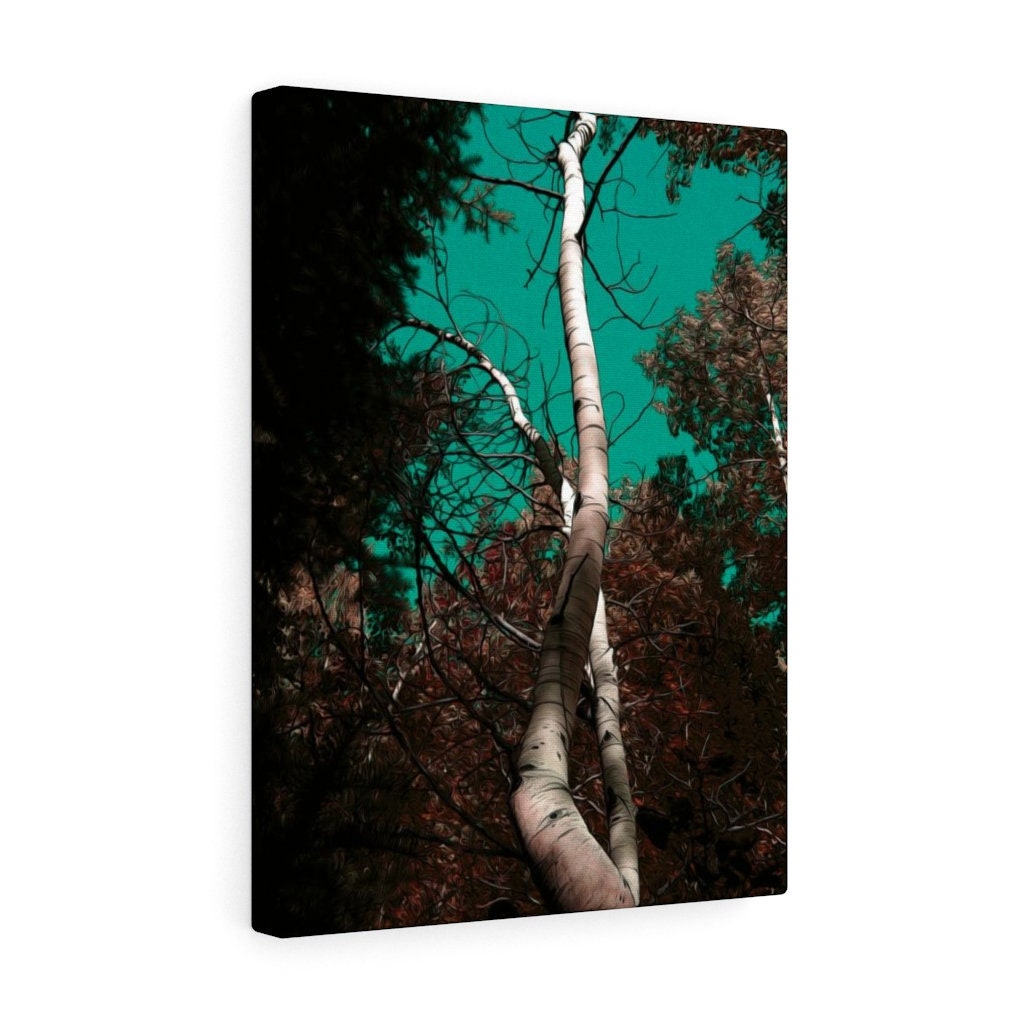 Aspen Tree Wall Art, Aspen Tree Canvas, Aspen Forest Wall Art, Aspen ...