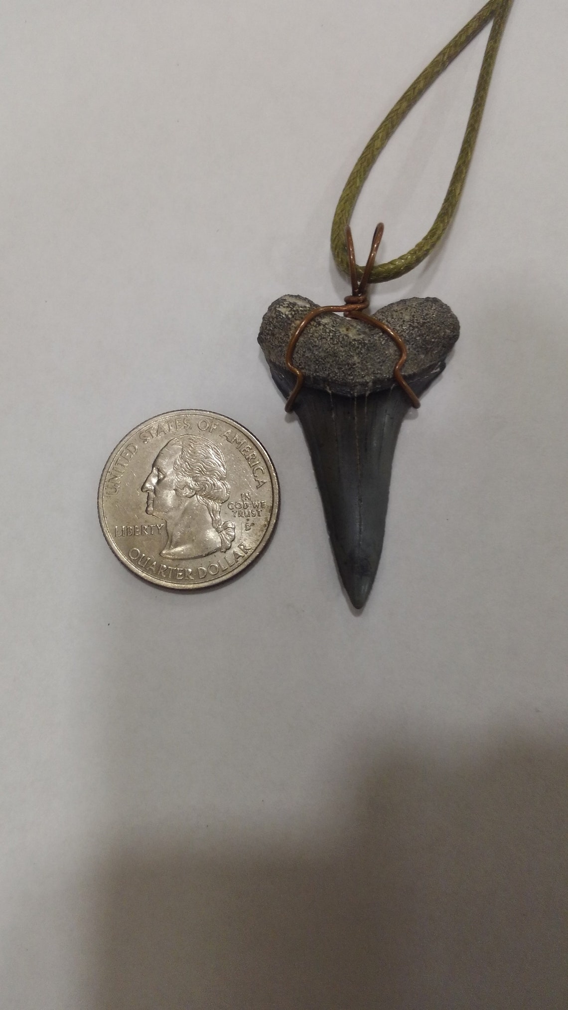 1 7/8" Lesser Great White Shark Tooth AKA " MAKO - Etsy