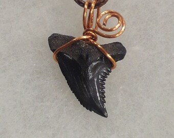 Snaggletooth Shark - Etsy