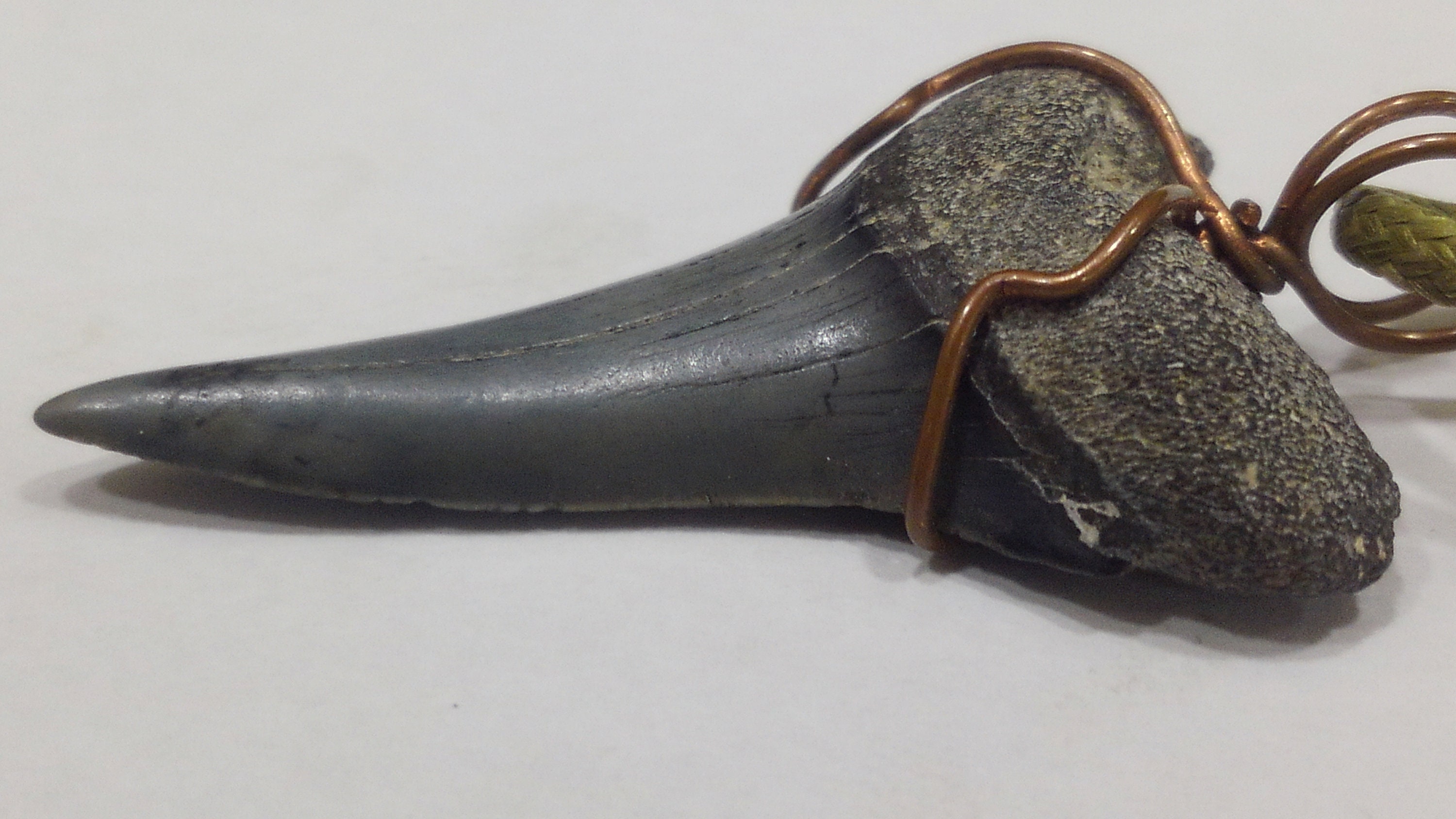 1 7/8" Lesser Great White Shark Tooth AKA " MAKO - Etsy