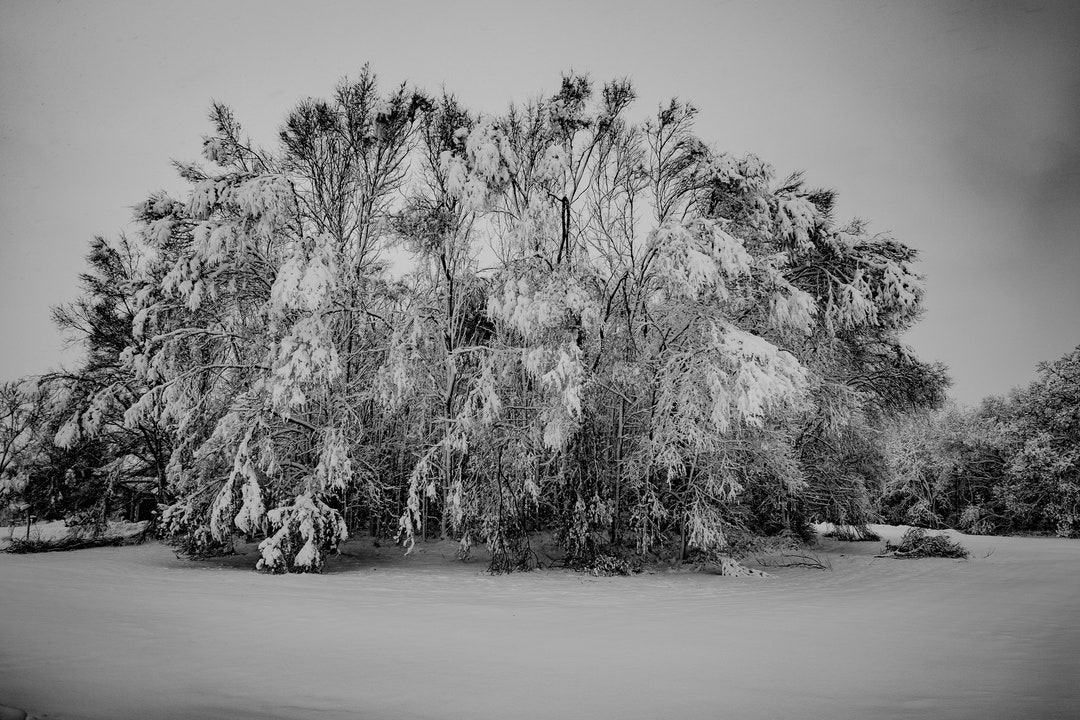 Winter Tree Canopy - Etsy