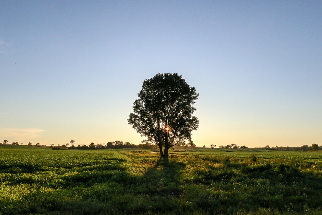 Tree Digital Download - Etsy