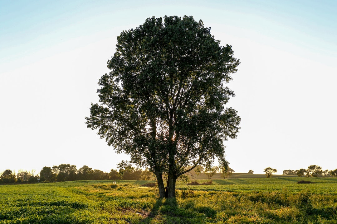 Closer Tree - Etsy