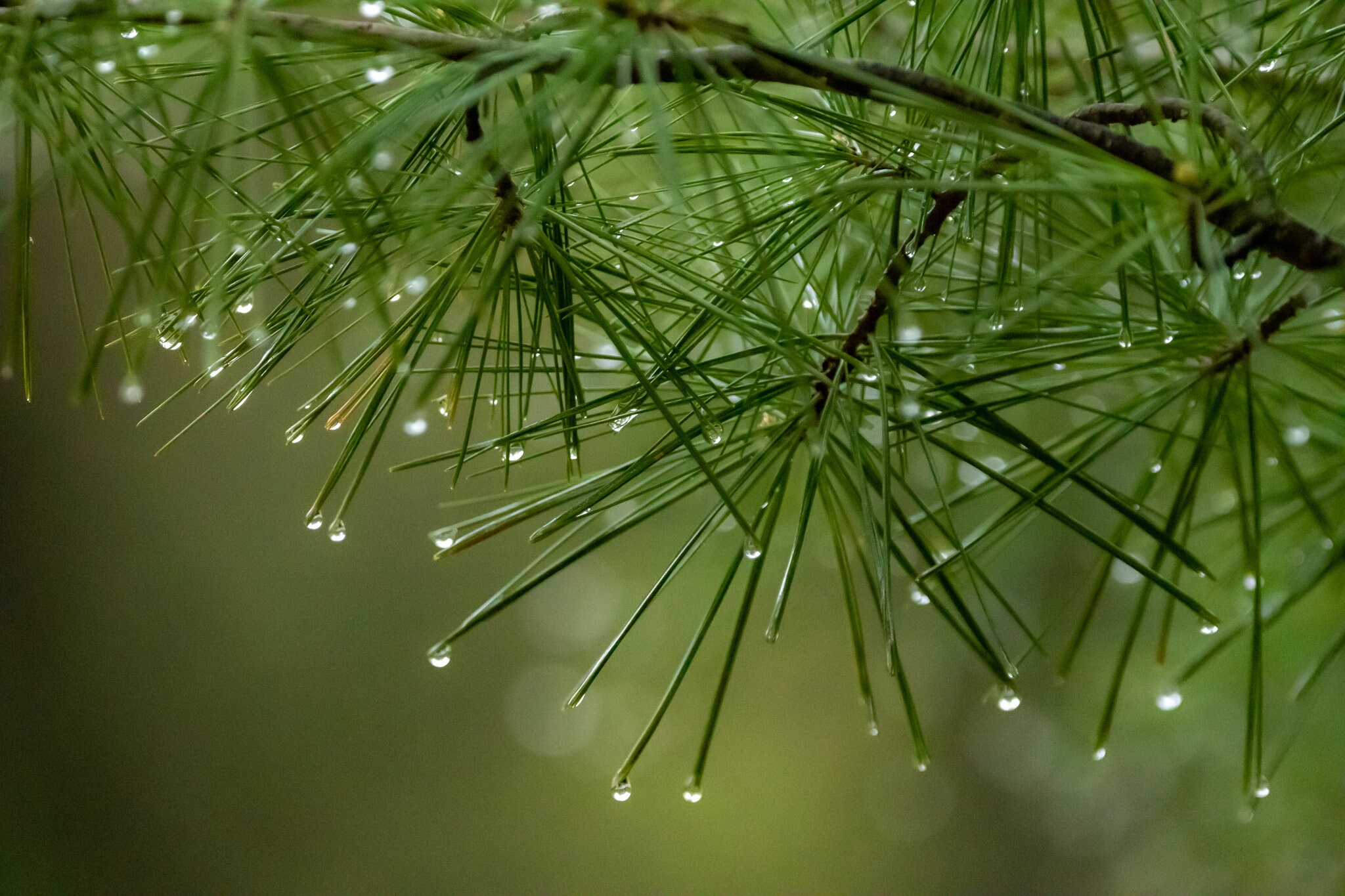 Pine Tree Digital Download - Etsy