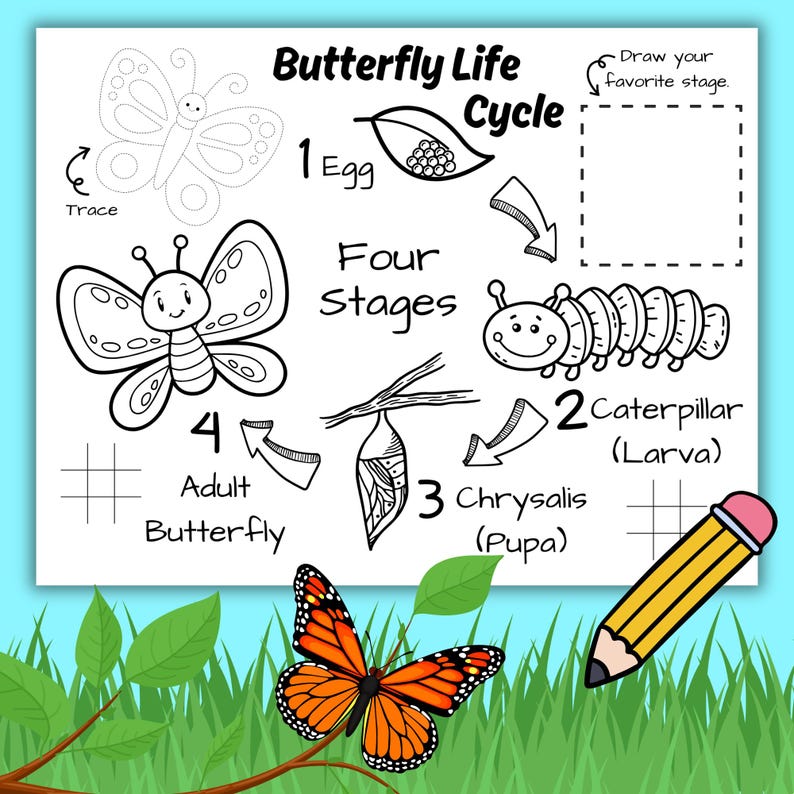 Butterfly Life Cycle Printable Activity Worksheet for Kids, the Life ...